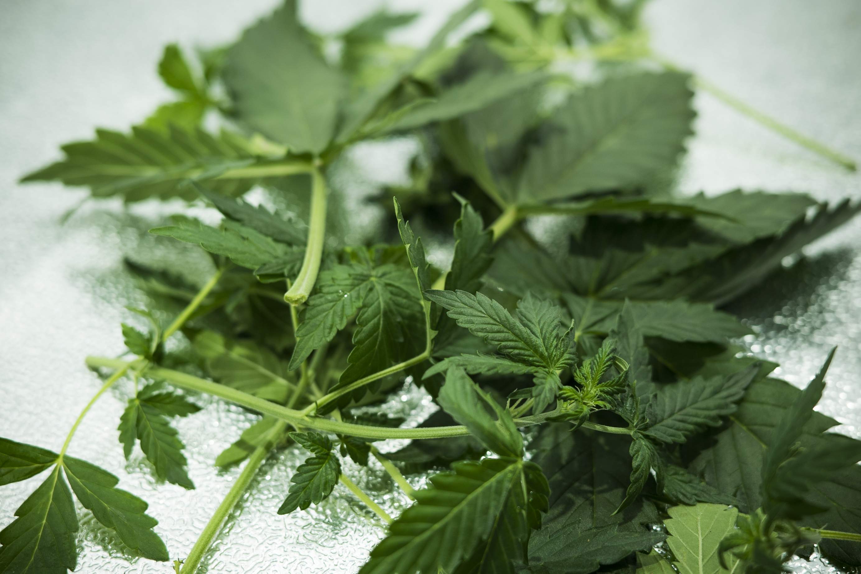 Royal Queen Seeds Royal Dwarf grow diary (journal) week4 by ...