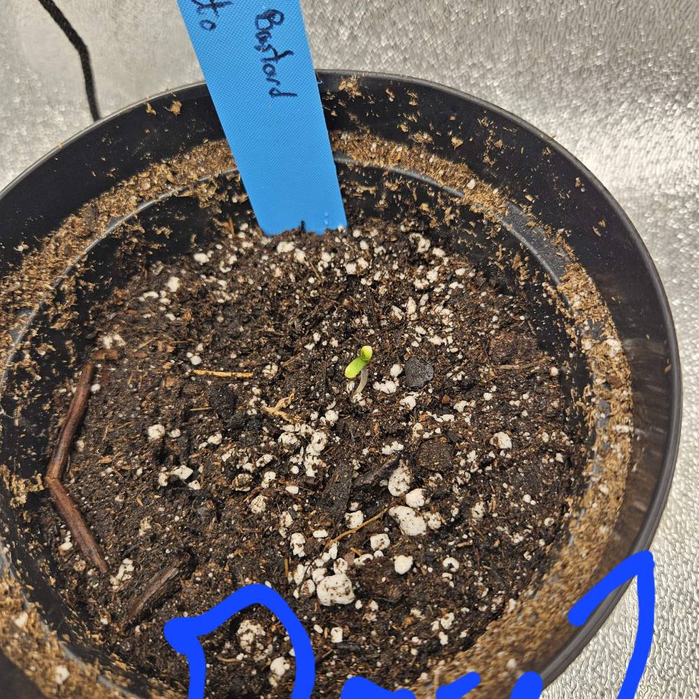 Blimburn Seeds Fat Bastard Auto grow journal by Daniel3266 - GrowDiaries