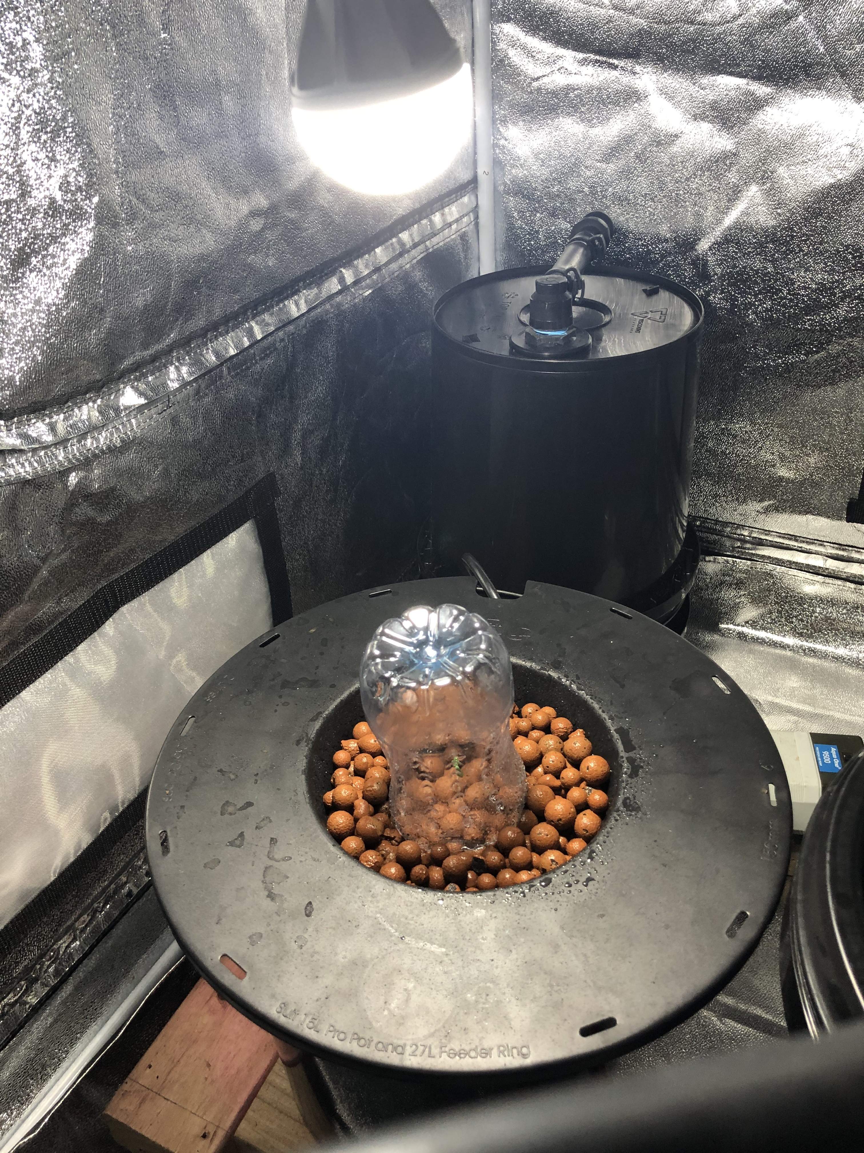 Trainwreck grow diary (journal) week1 by 420farmernz - GrowDiaries