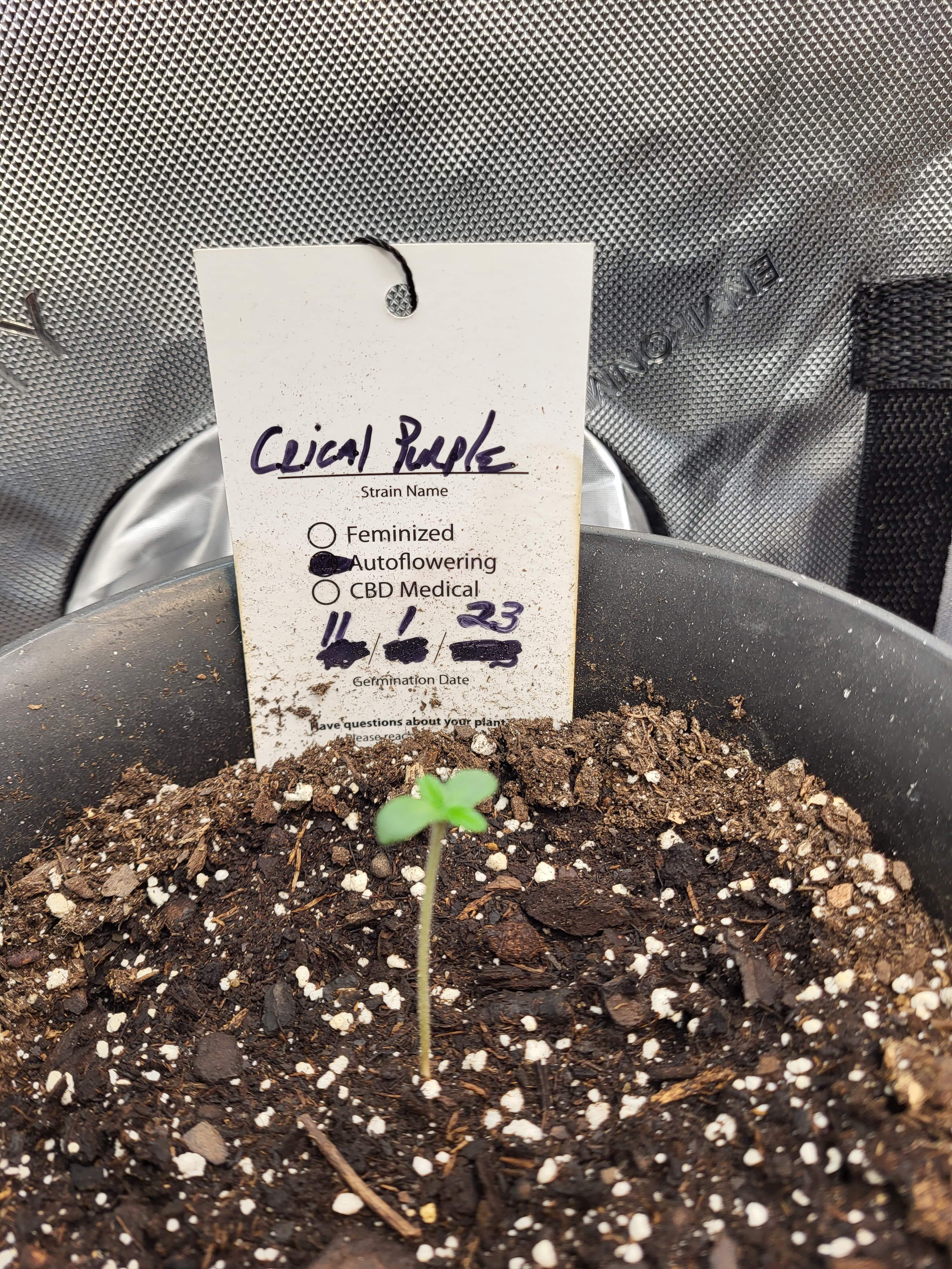 Growers Choice Seeds Critical Purple Autoflowering grow diary (journal ...