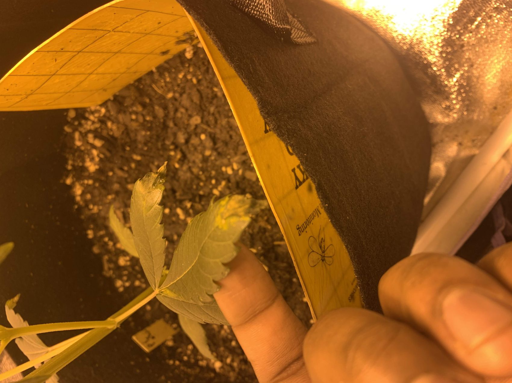 Purple Lemonade Autoflower / Premium Cultivars: photos - GrowDiaries