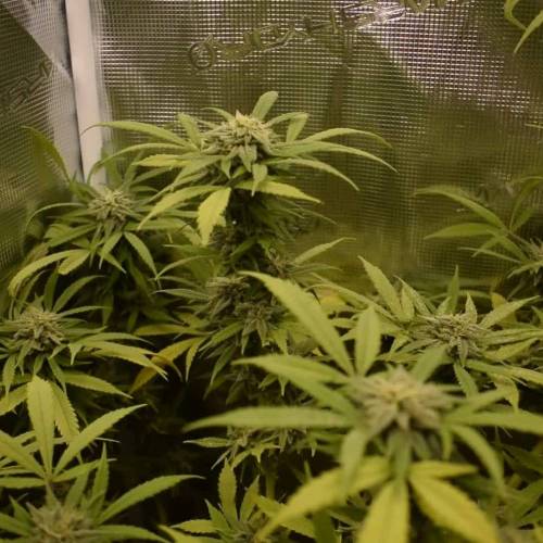 Green Gelato Strain Info / Green Gelato Weed By Royal Queen Seeds ...