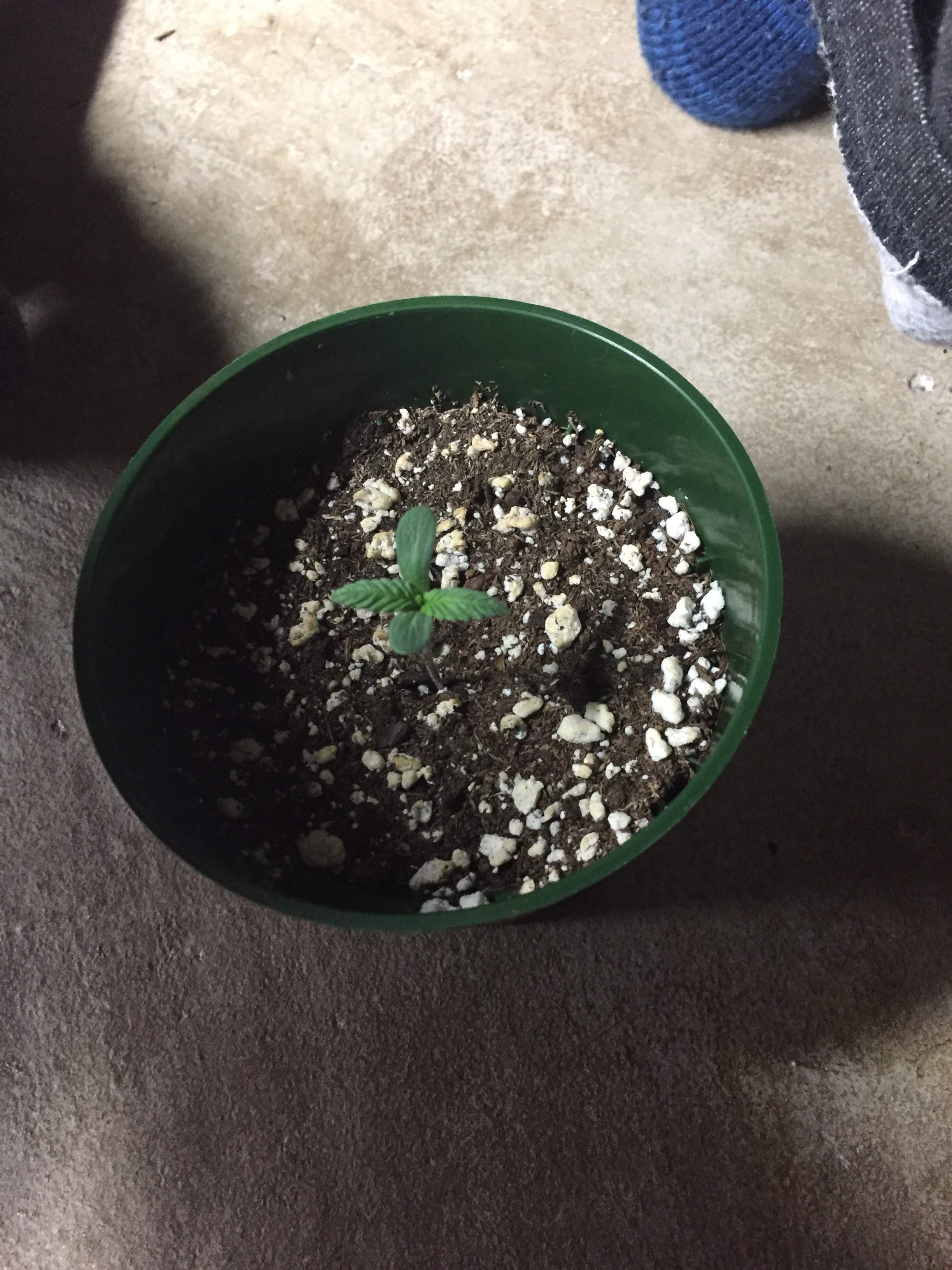 Purple Kush grow diary (journal) week3 by Sawydawg - GrowDiaries