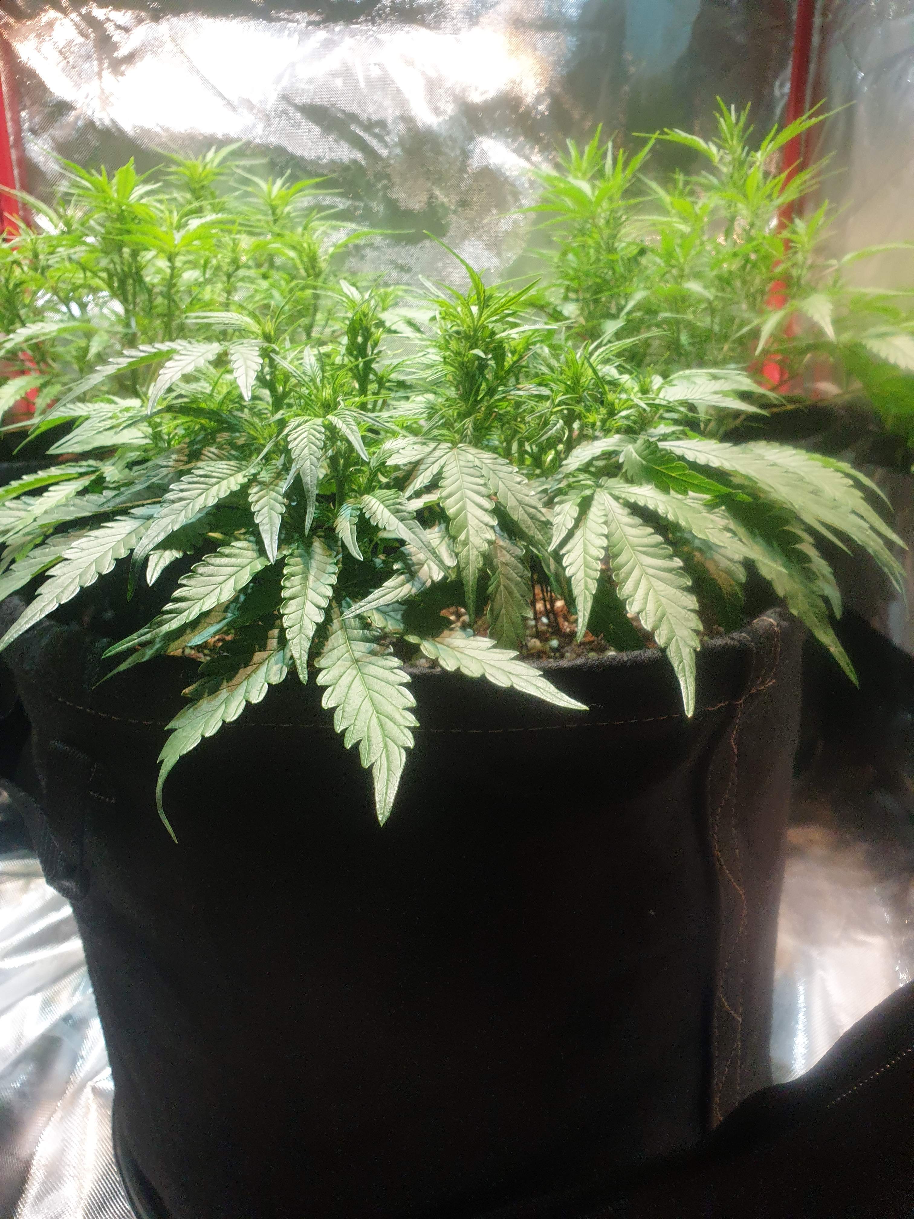 Fast Buds Gorilla Glue Auto grow diary (journal) week6 by Gc_Dank_Aus ...