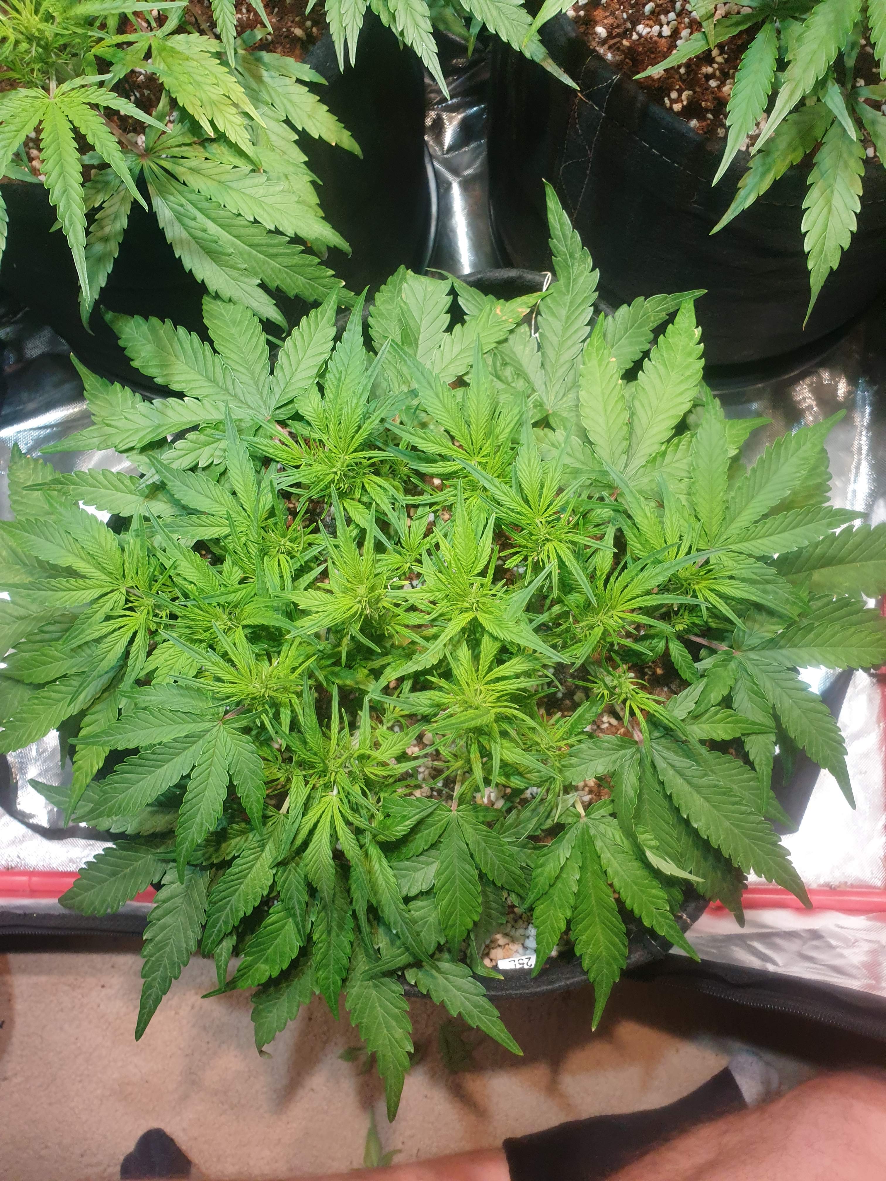 Fast Buds Gorilla Glue Auto grow diary (journal) week6 by Gc_Dank_Aus ...