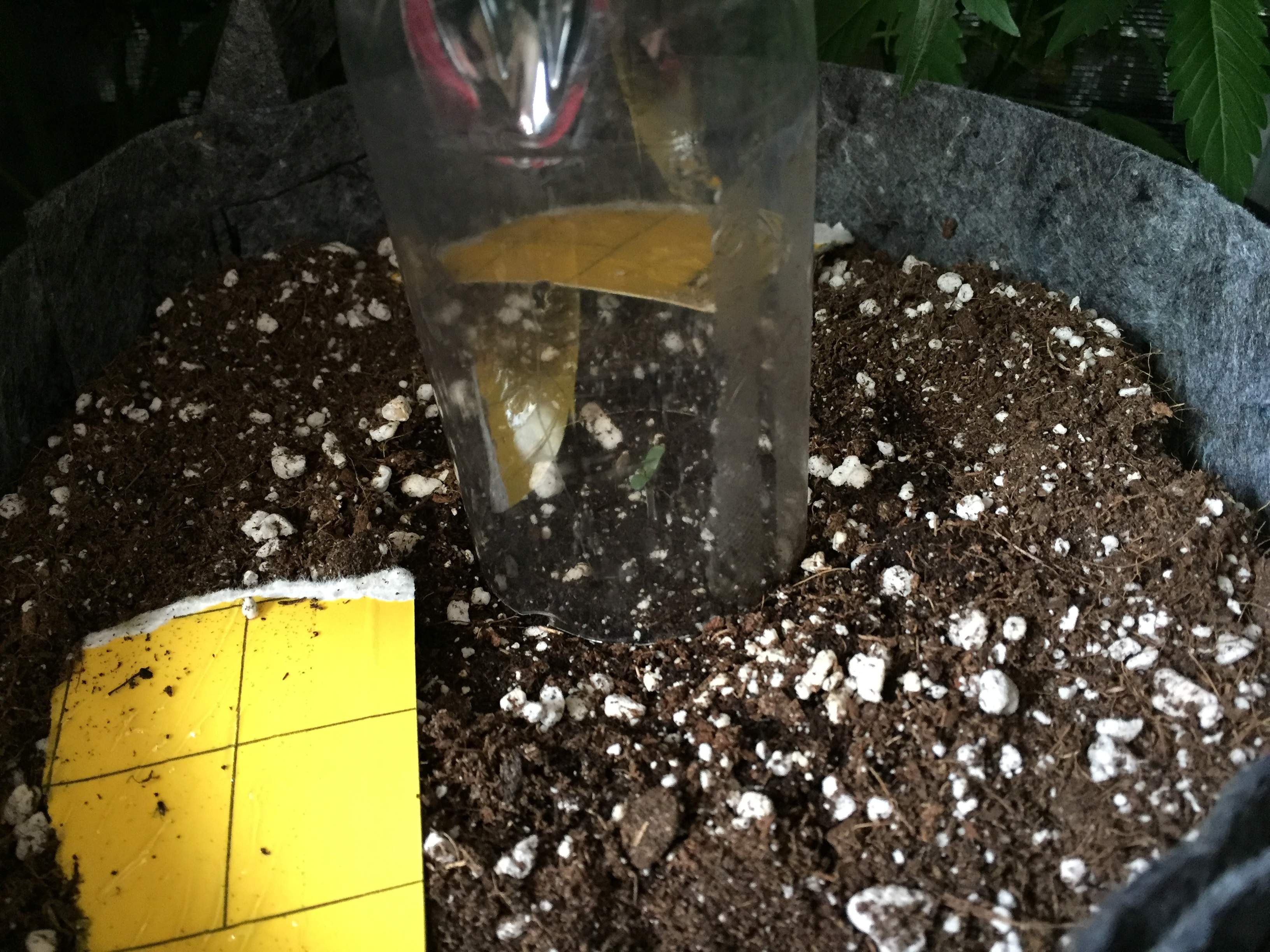 Mephisto Genetics Alien vs. Triangle grow diary (journal) week1 by ...