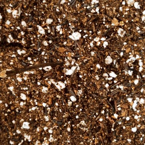 AutoDuck grow journal by IvernBR - GrowDiaries