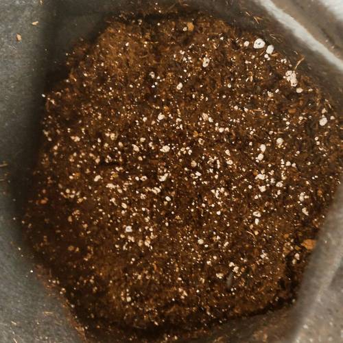 AutoDuck grow journal by IvernBR - GrowDiaries