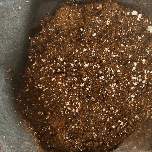 AutoDuck grow journal by IvernBR - GrowDiaries