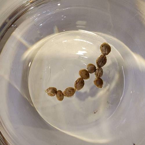 Custom Breeder & Strain Tang Cake - Wolfpack Selections grow journal by ...