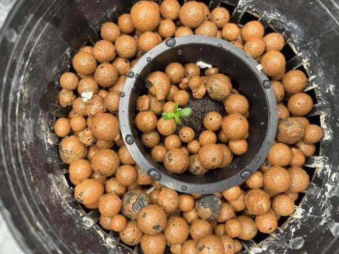 Hella Jella (DWC) grow journal by MontanaManMedical - Gr...