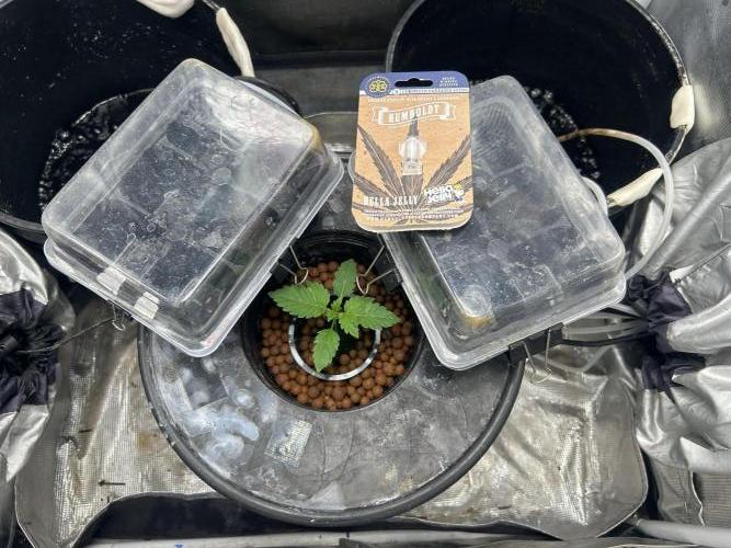 Hella Jella (DWC) grow journal by MontanaManMedical - Gr...