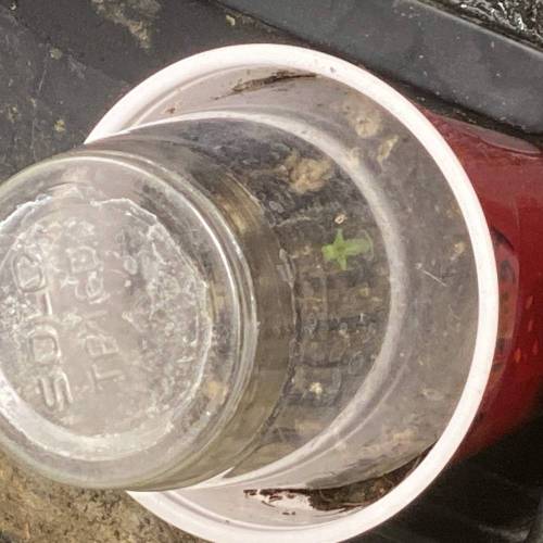 Red Poison Auto®, Bloody Skunk Auto® grow journal by Highspiritsfarms ...