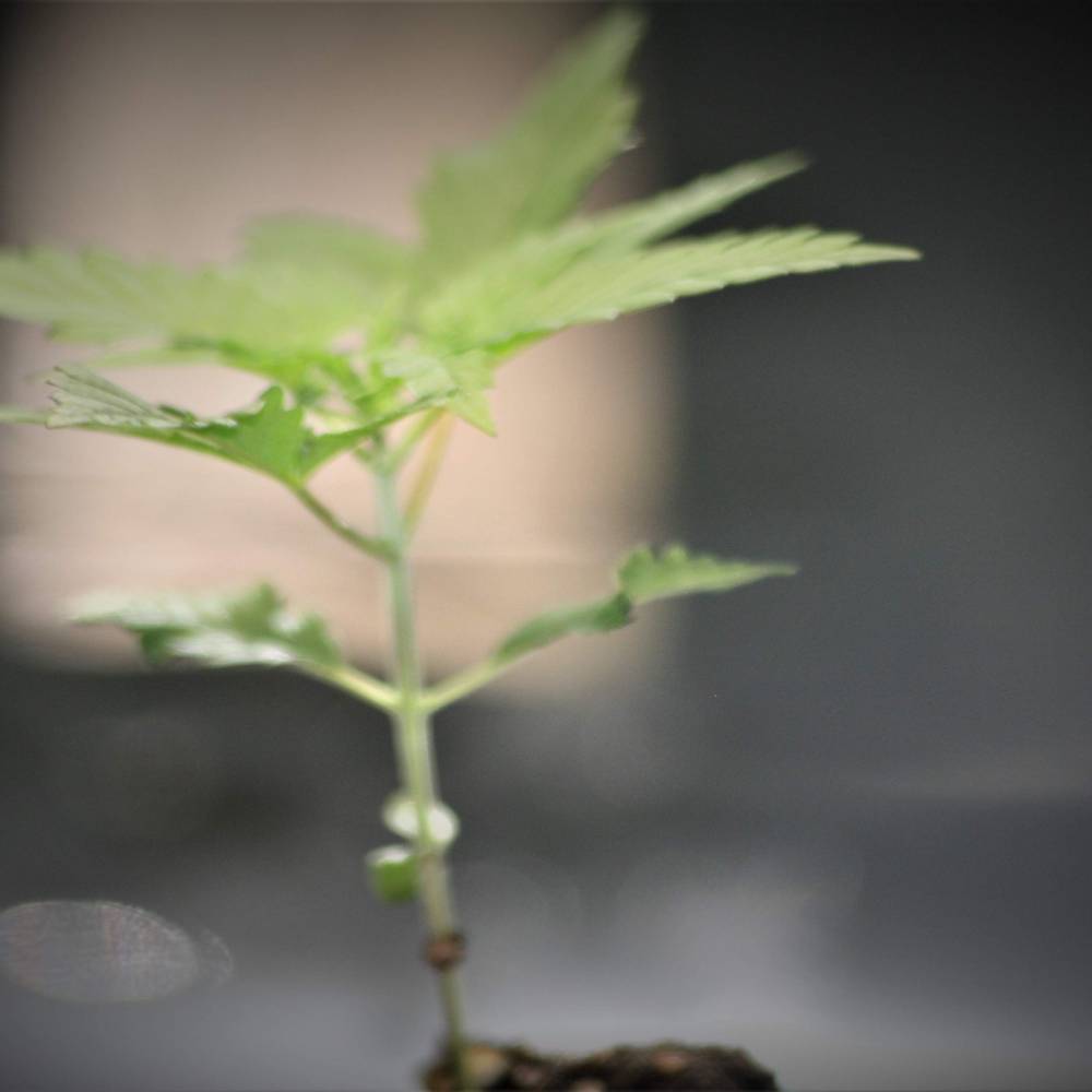 ILGM Girl Scout Cookies Extreme Autoflower grow journal by ...