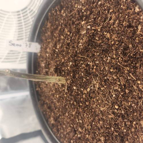ETHOS Genetics Samo 78 grow journal by Nohurrygrow - GrowDiaries