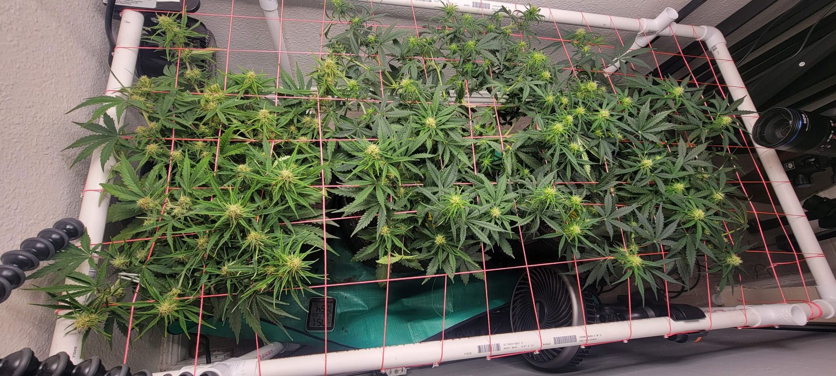 Runtz Autoflower / ILGM: photos - GrowDiaries