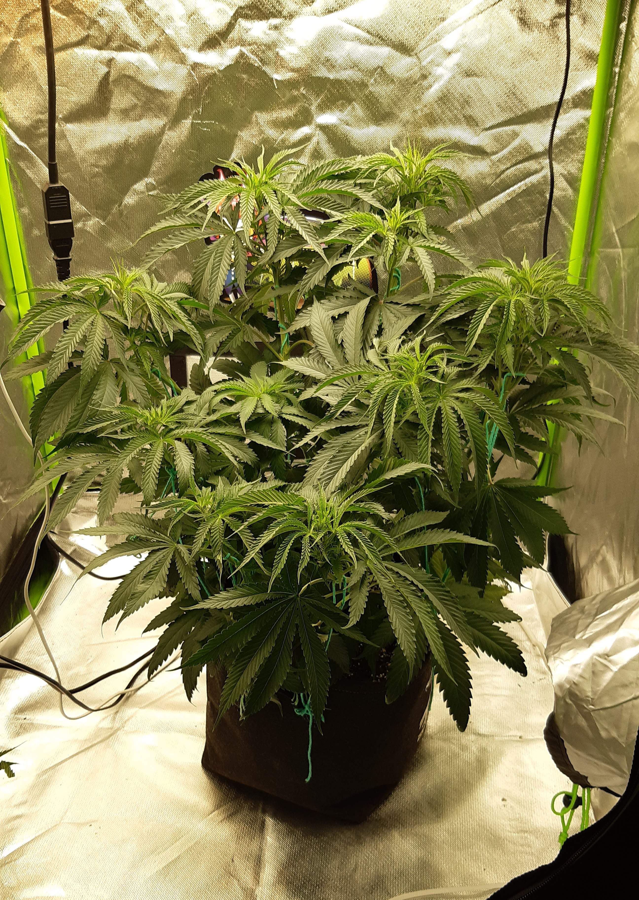 Zamnesia Seeds Runtz grow diary (journal) week7 by Removed - GrowDiaries