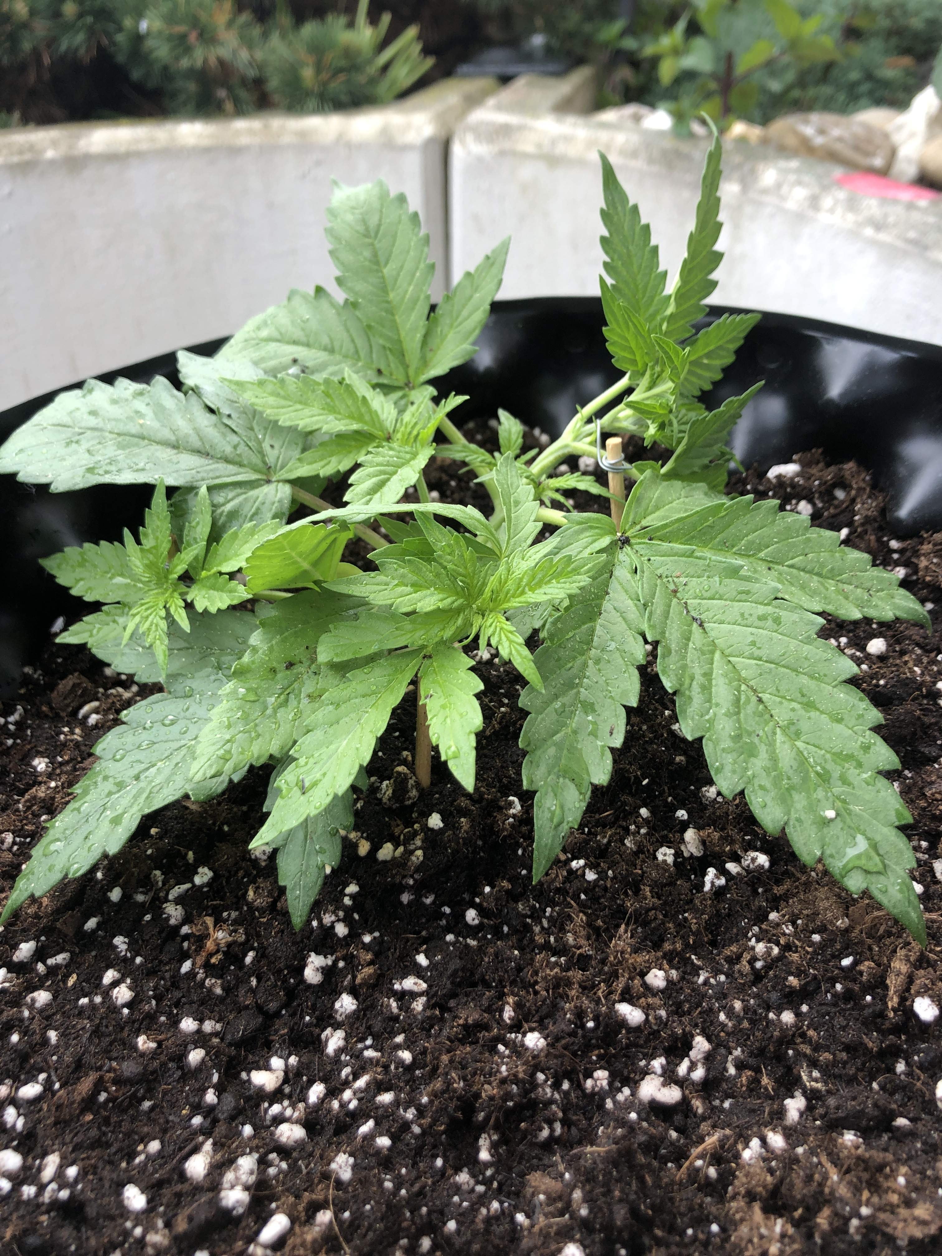 Seedstockers BCN Critical XXL Autoflower, Sweet cheese XL auto 2 grow ...