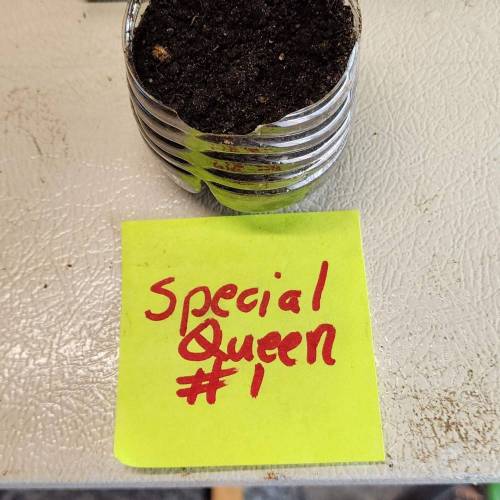 Royal Queen Seeds Special Queen #1 grow journal by Bgolish1971 ...