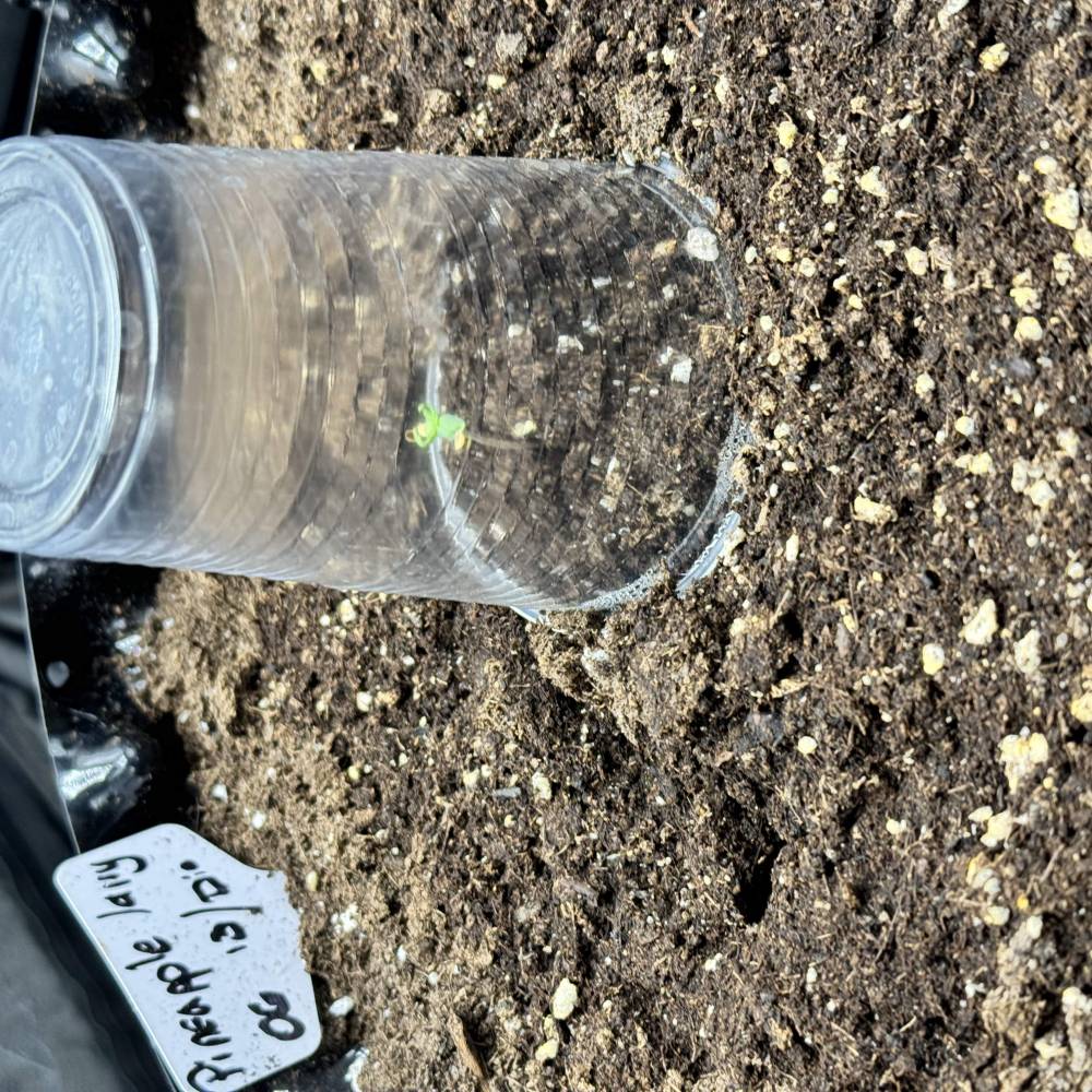 Pineapple Larry OG XXL Auto - BSF grow journal by blackgrower - GrowDiaries