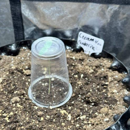 Sweet Seeds Cream Mandarine Auto® grow journal by blackgrower - GrowDiaries
