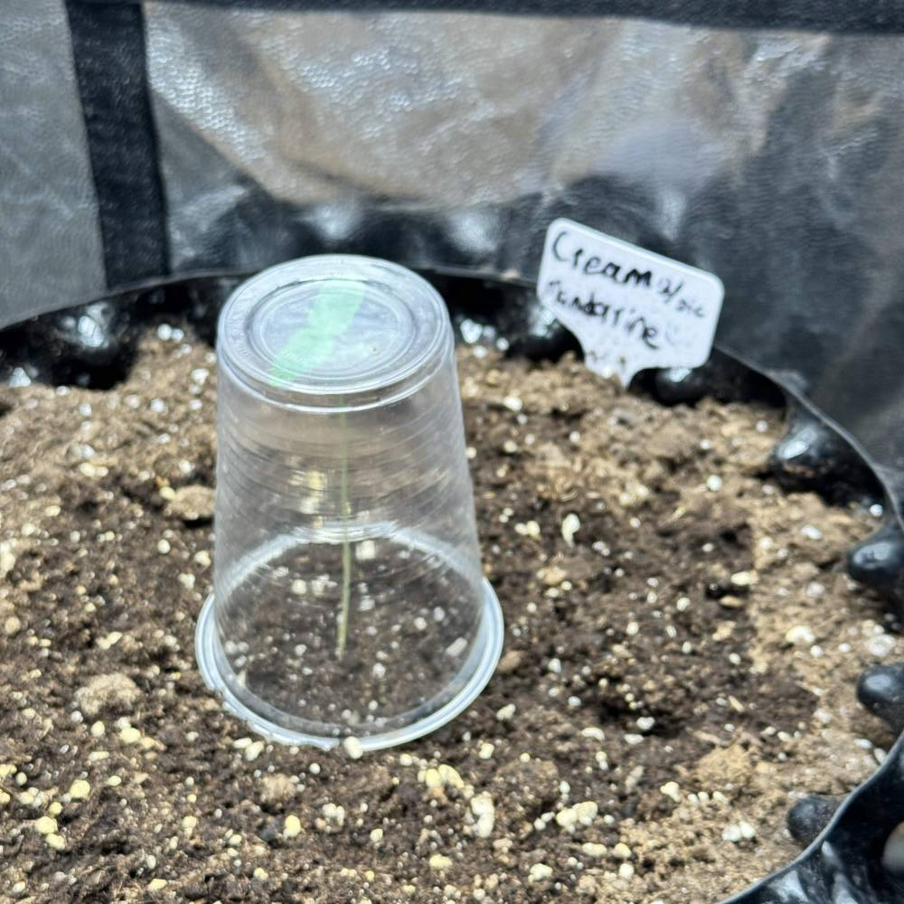 Sweet Seeds Cream Mandarine Auto® grow journal by blackgrower - GrowDiaries