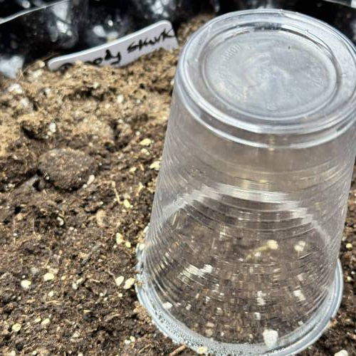 Sweet Seeds Bloody Skunk Auto® grow journal by blackgrower - GrowDiaries