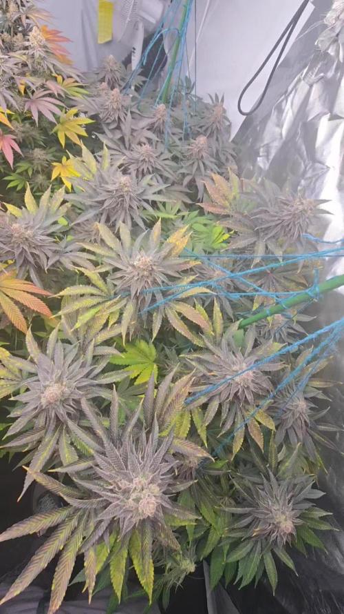 Runtz x Layer Cake Seeds by Barney's Farm - GrowDiaries