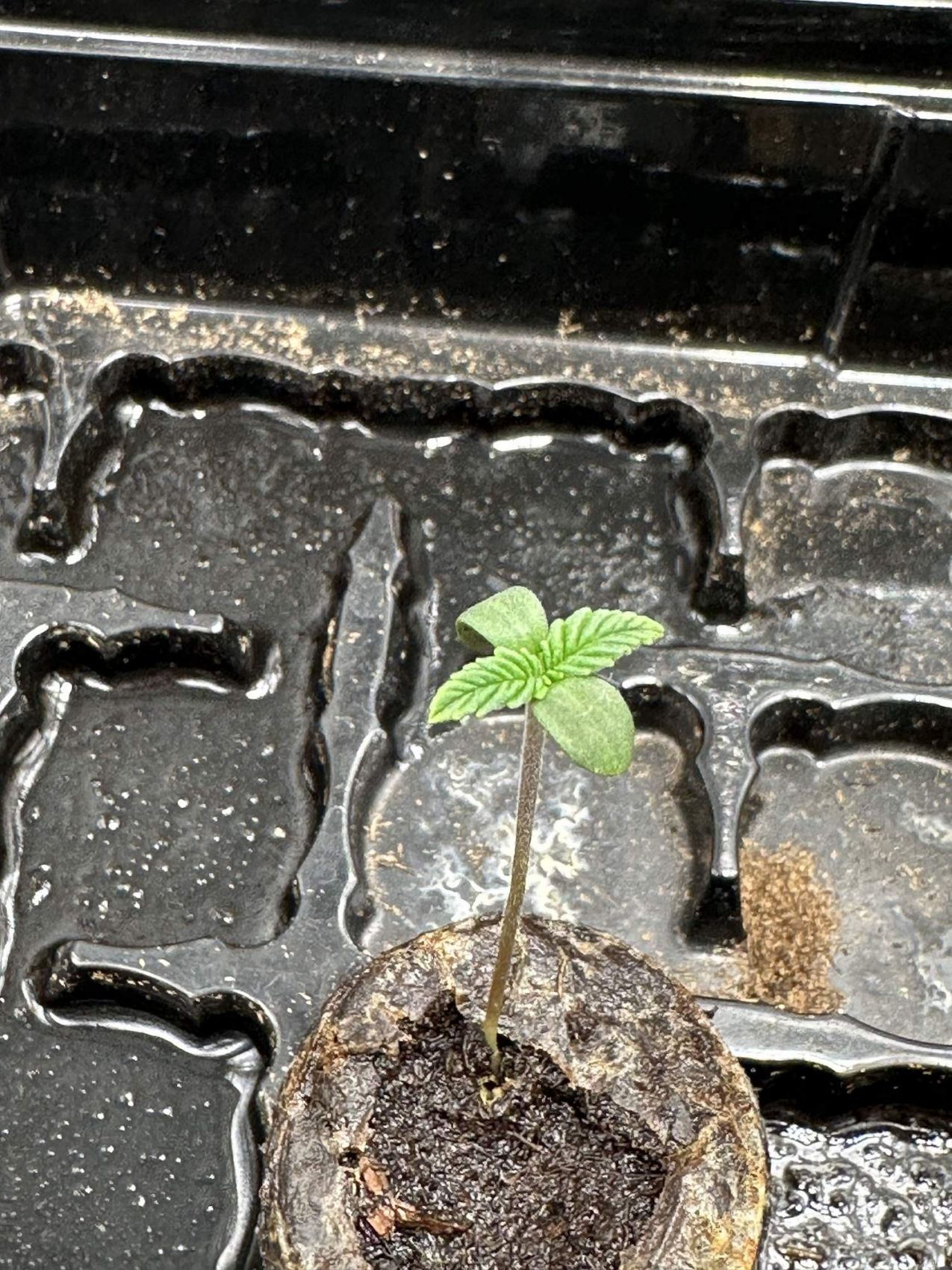 Super Skunk Autoflower / ILGM: photos - GrowDiaries