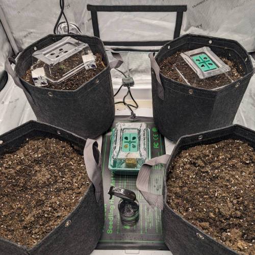 Custom Breeder & Strain Garlic cookies grow journal by Sment - GrowDiaries