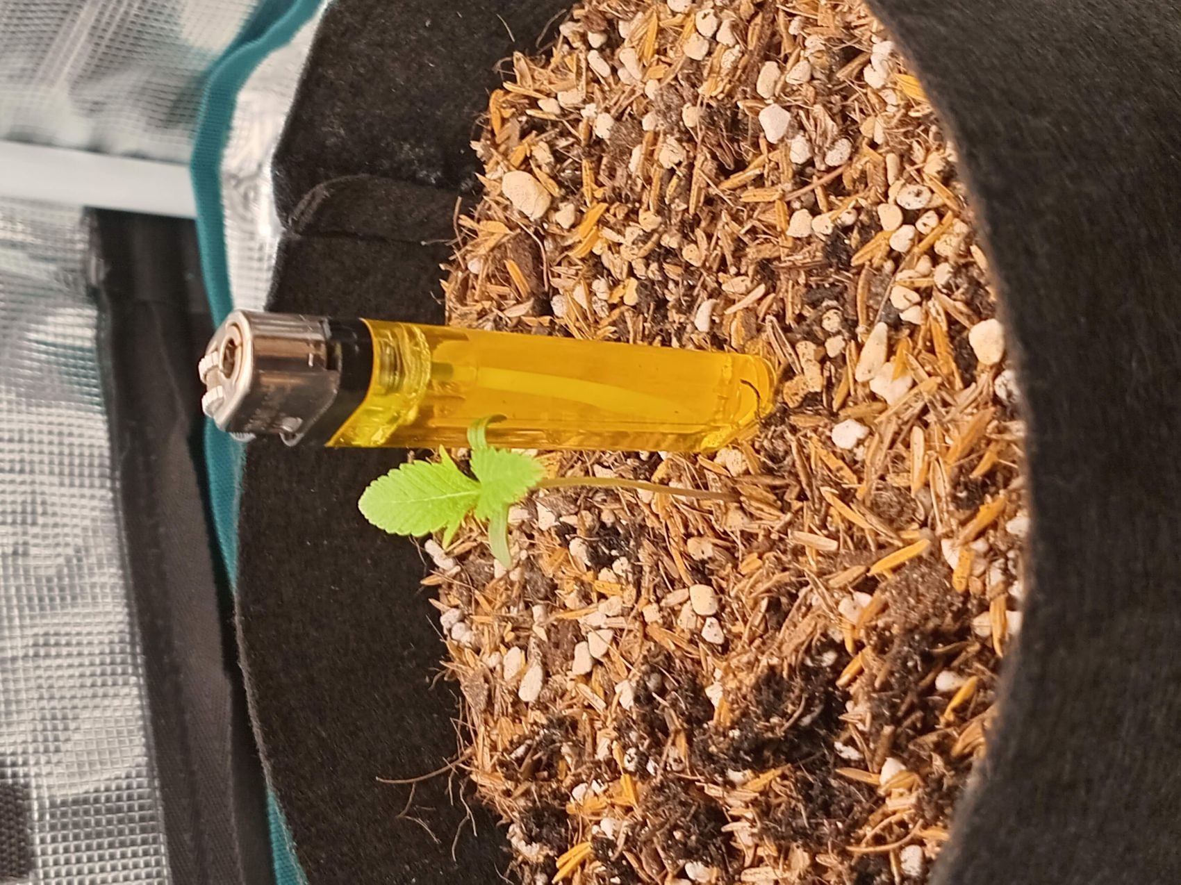 Cherry Gar-see-ya R1 / ETHOS Genetics: photos - GrowDiaries