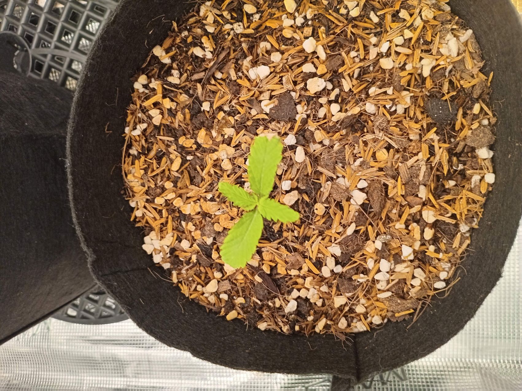 Cherry Gar-see-ya R1 / ETHOS Genetics: photos - GrowDiaries