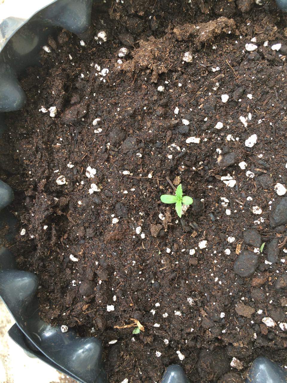 Sweet Seeds Cream Caramel Auto® grow diary (journal) week1 by Grower420 ...