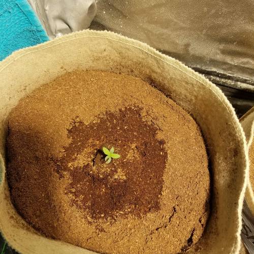 Mephisto Genetics Toof Decay grow journal by Goose_micro_farm - GrowDiaries