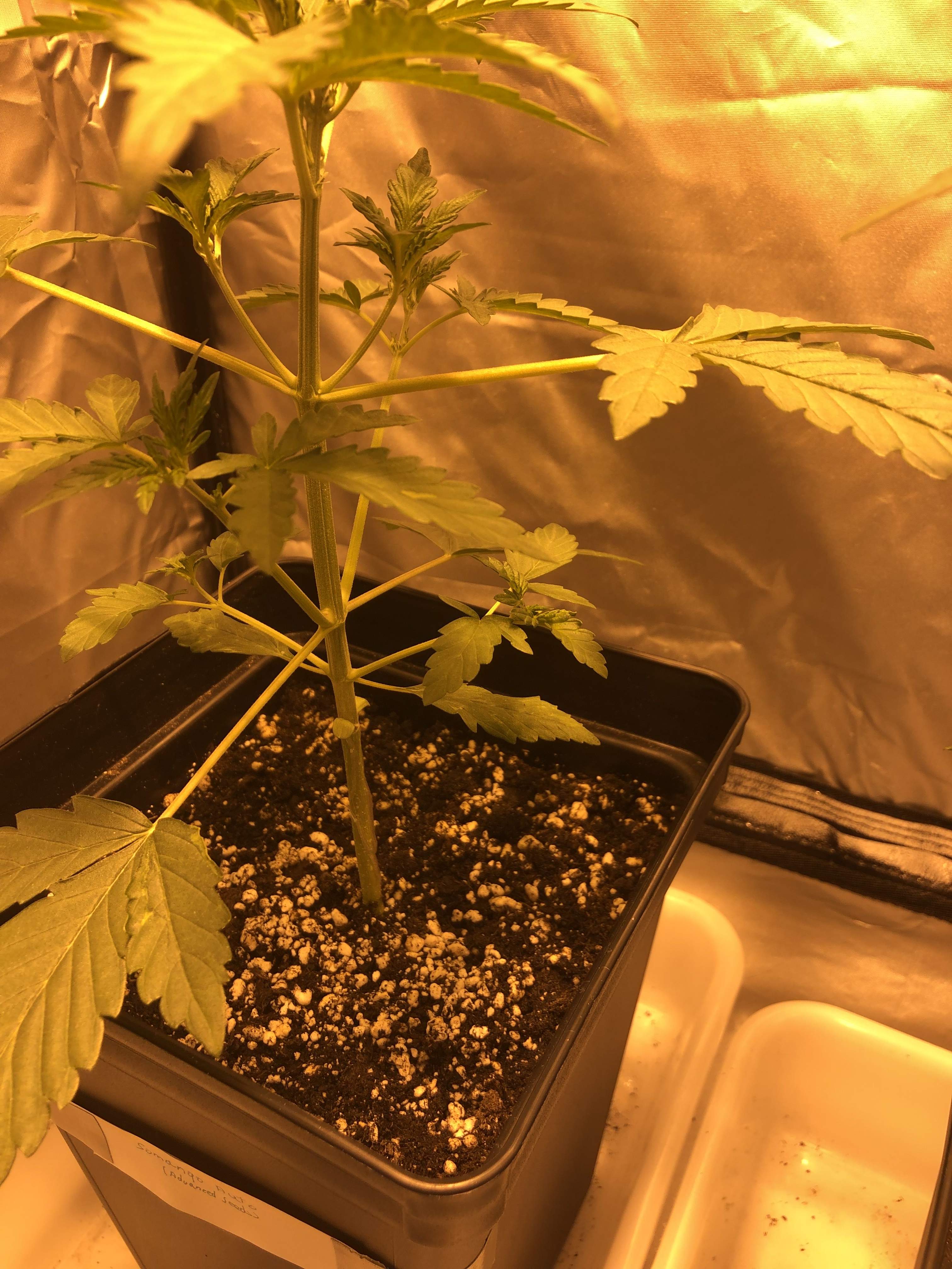 Advanced Seeds Auto Somango grow diary (journal) week4 by Koala_Verde - GrowDiaries