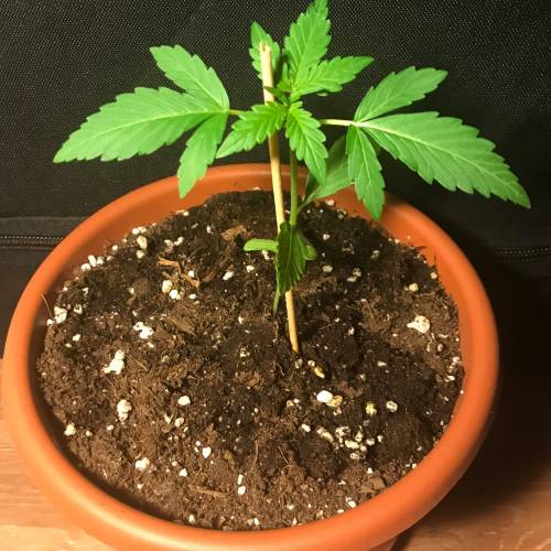 FastBuds Blue Dream Auto grow journal week3 by RasChannel - GrowDiaries