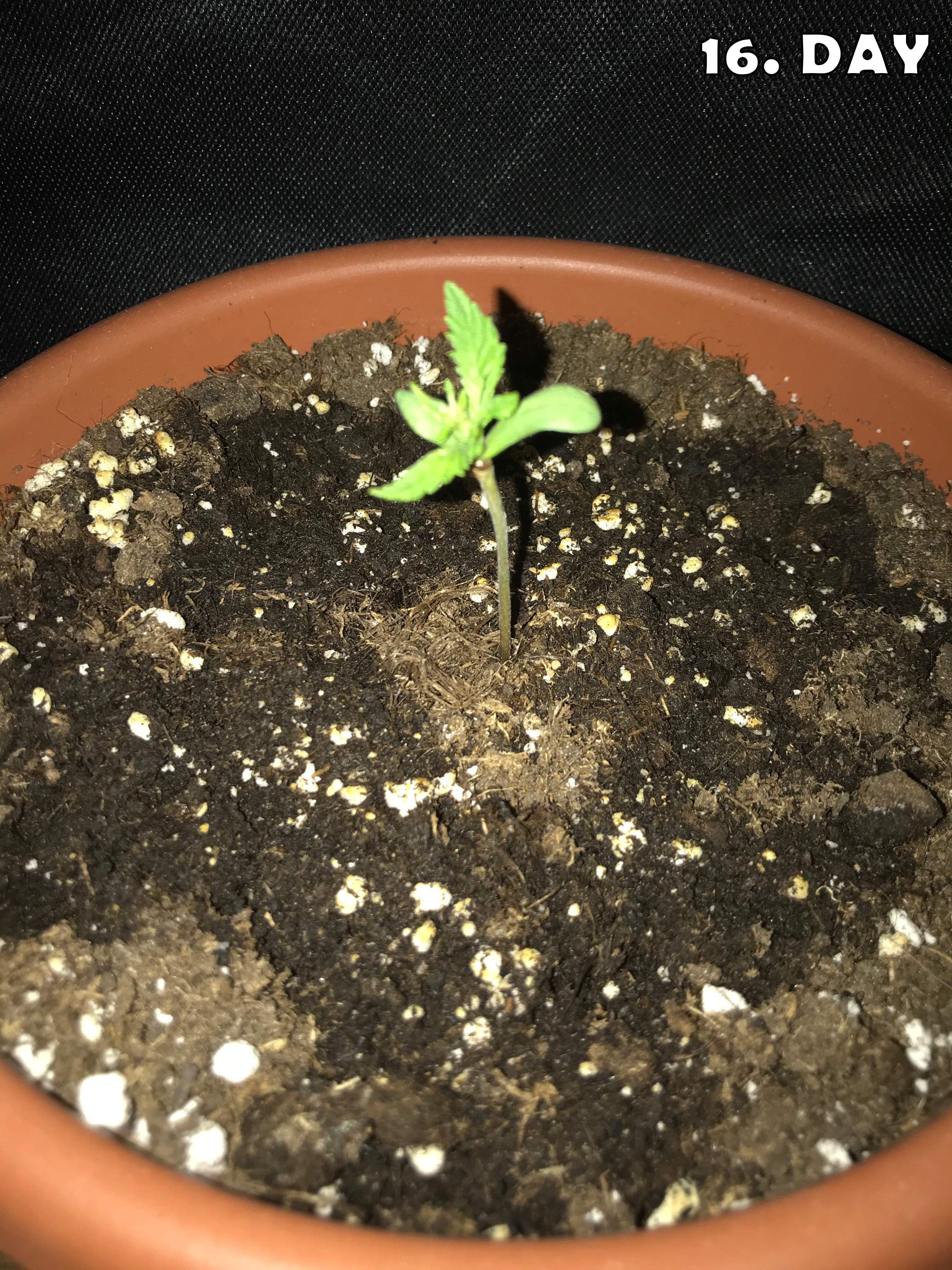 Fast Buds Lemon AK Auto grow diary (journal) week3 by RasChannel ...