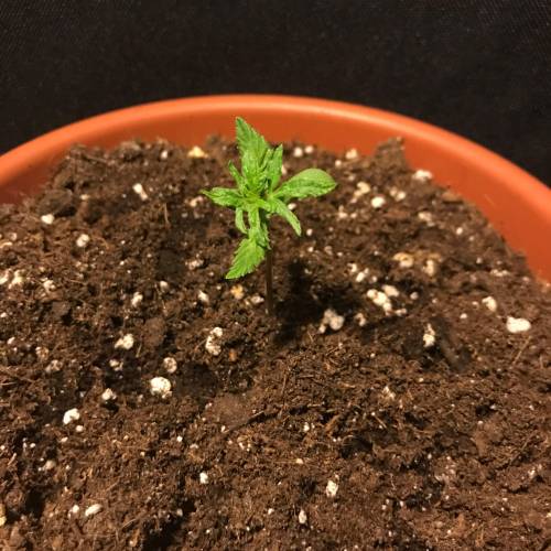 Fast Buds Lemon AK Auto grow journal by RasChannel - GrowDiaries