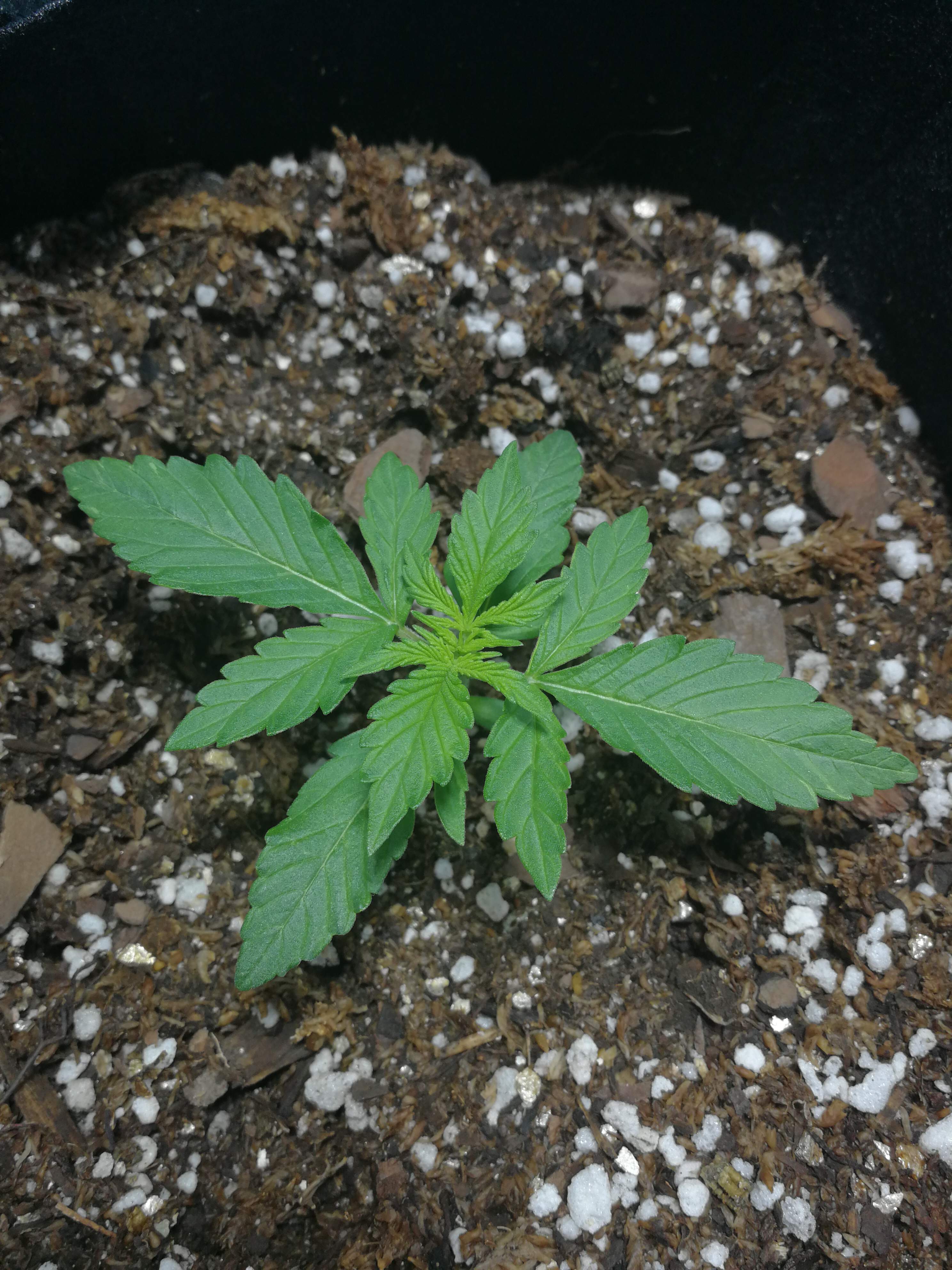 Buddha Seeds Buddha Purple Kush grow diary (journal) week2 by VITOGROWS ...