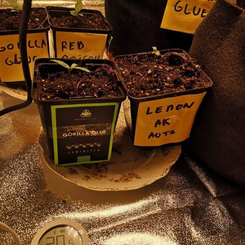 Sweet Seeds Red Poison Auto®, Sweet Seeds Red Poison Auto®, Auto Seeds ...