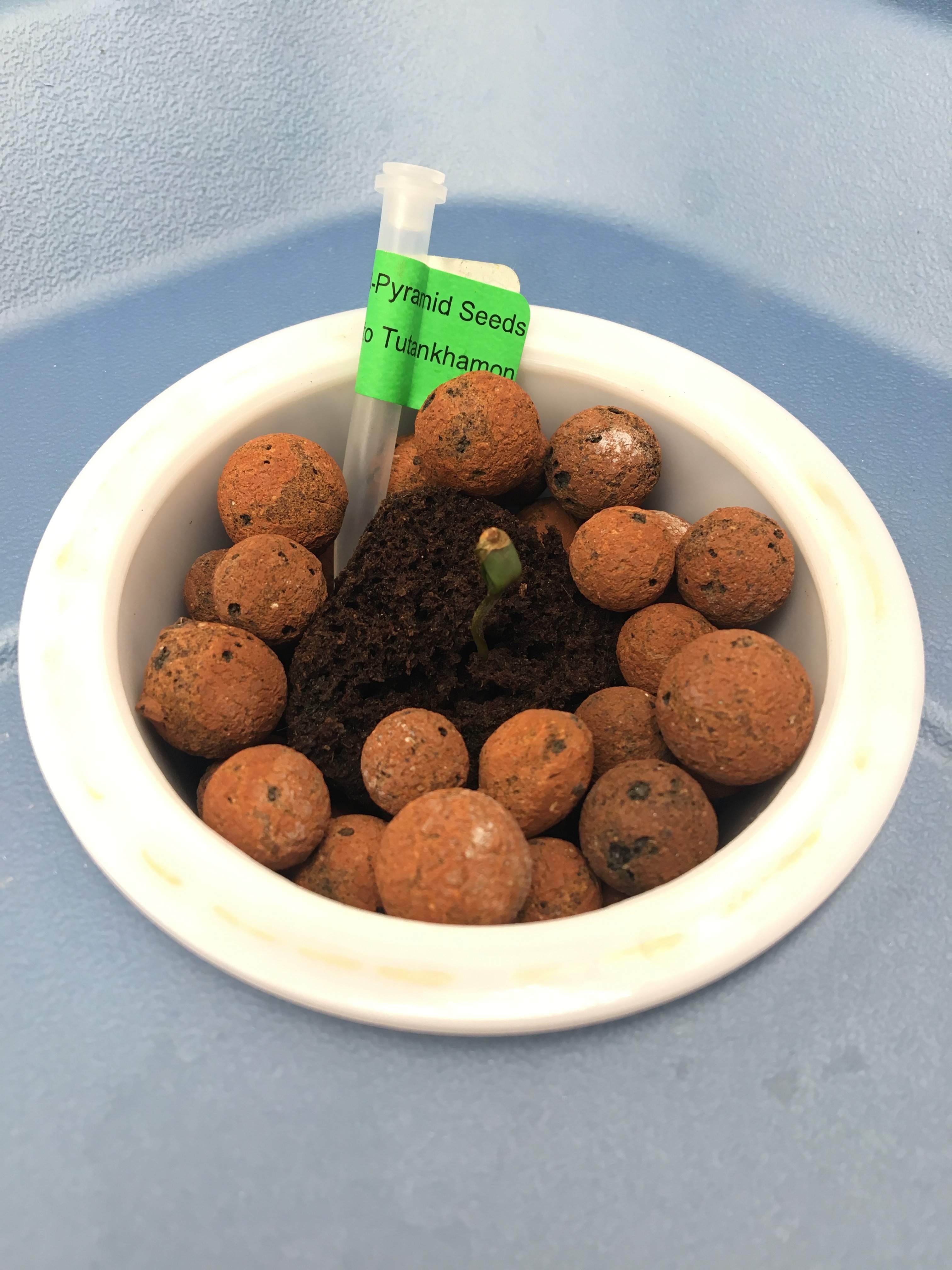 Pyramid Seeds Auto Tutankhamon grow diary (journal) week1 by Removed ...