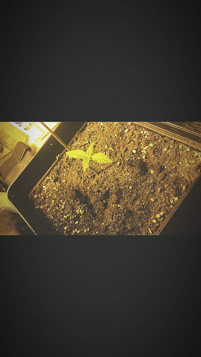 Royal Queen Seeds Royal Critical Automatic grow diary (journal) week2 ...