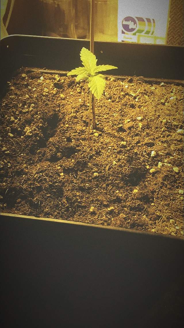 Royal Queen Seeds Royal Critical Automatic grow diary (journal) week2 ...