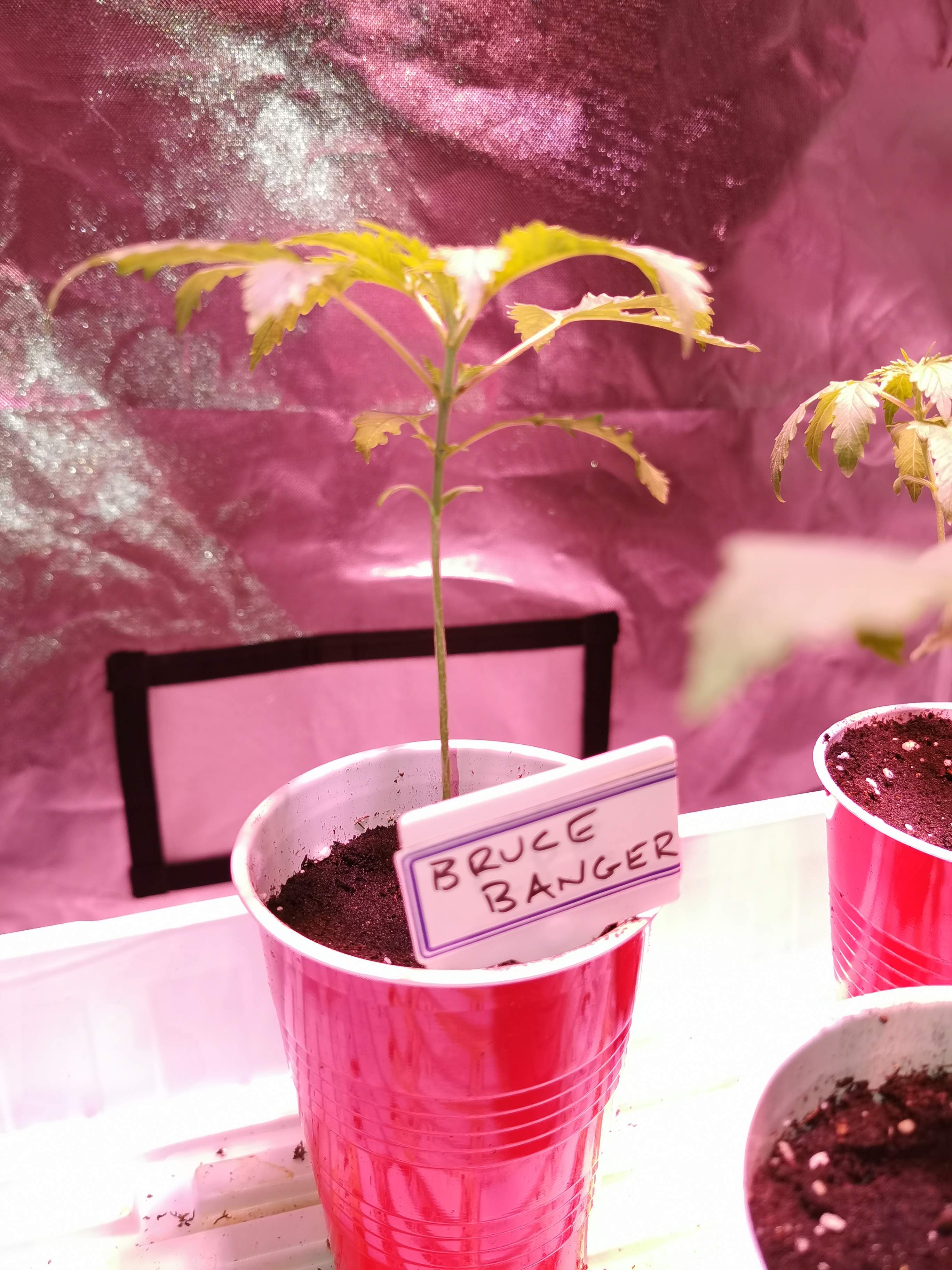 Seedsman Bruce Banger grow diary (journal) week2 by Da_Magus - GrowDiaries