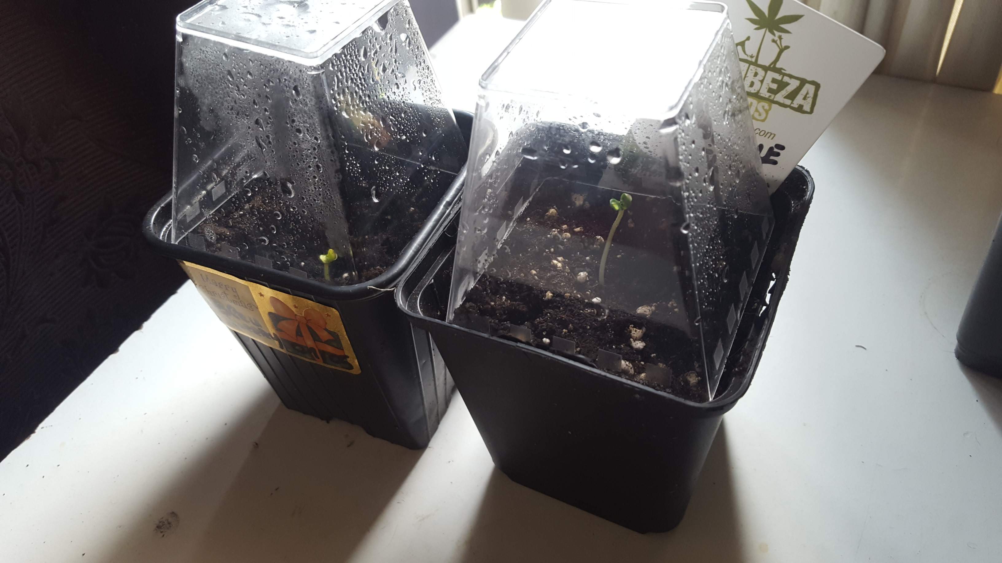 Zambeza White Cheese Autoflowering grow diary (journal) week1 by ...