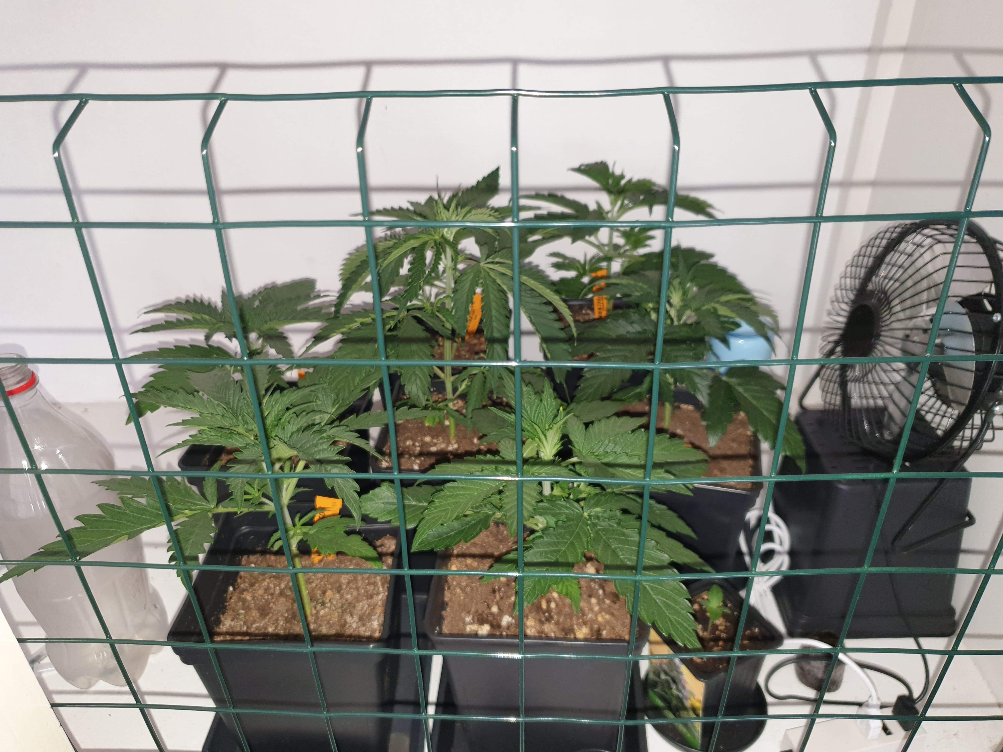 00seeds Chocolate Skunk, Fast Critical Poison, FastBuds G14 Auto, Dutch ...