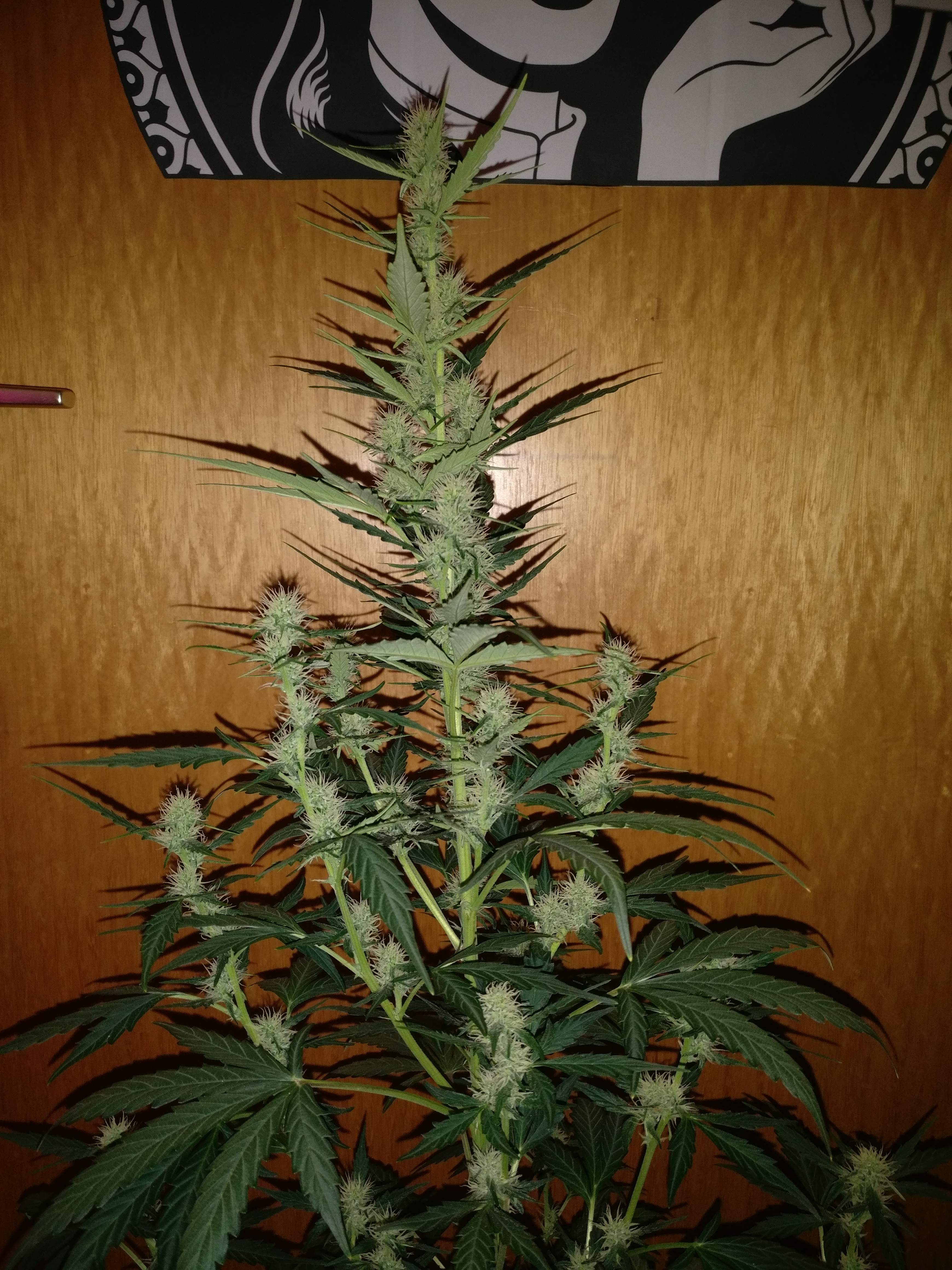 Sensi Seeds Sensi Skunk Automatic grow diary (journal) week7 by Cheesejones - GrowDiaries