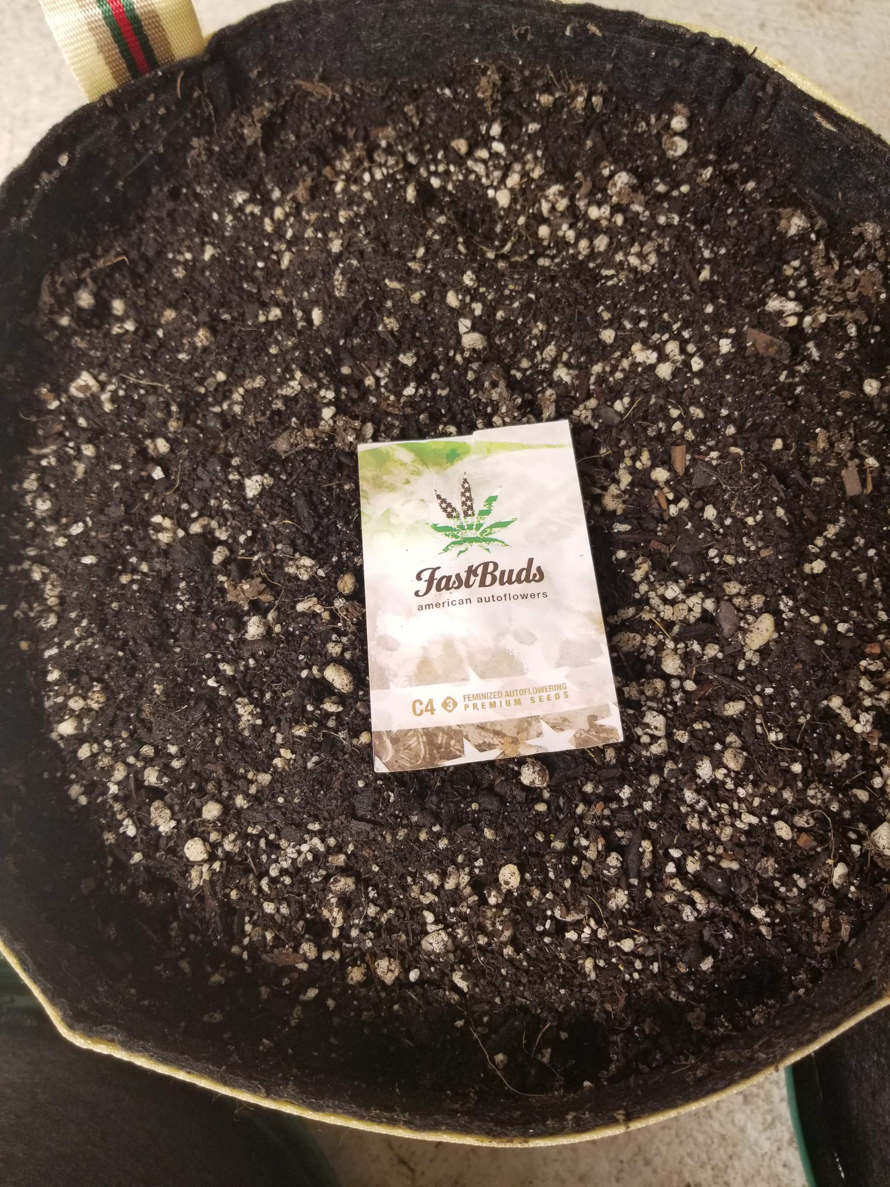 Fast Buds C4 Auto grow diary (journal) 2 week1 by FireBudz101 - GrowDiaries