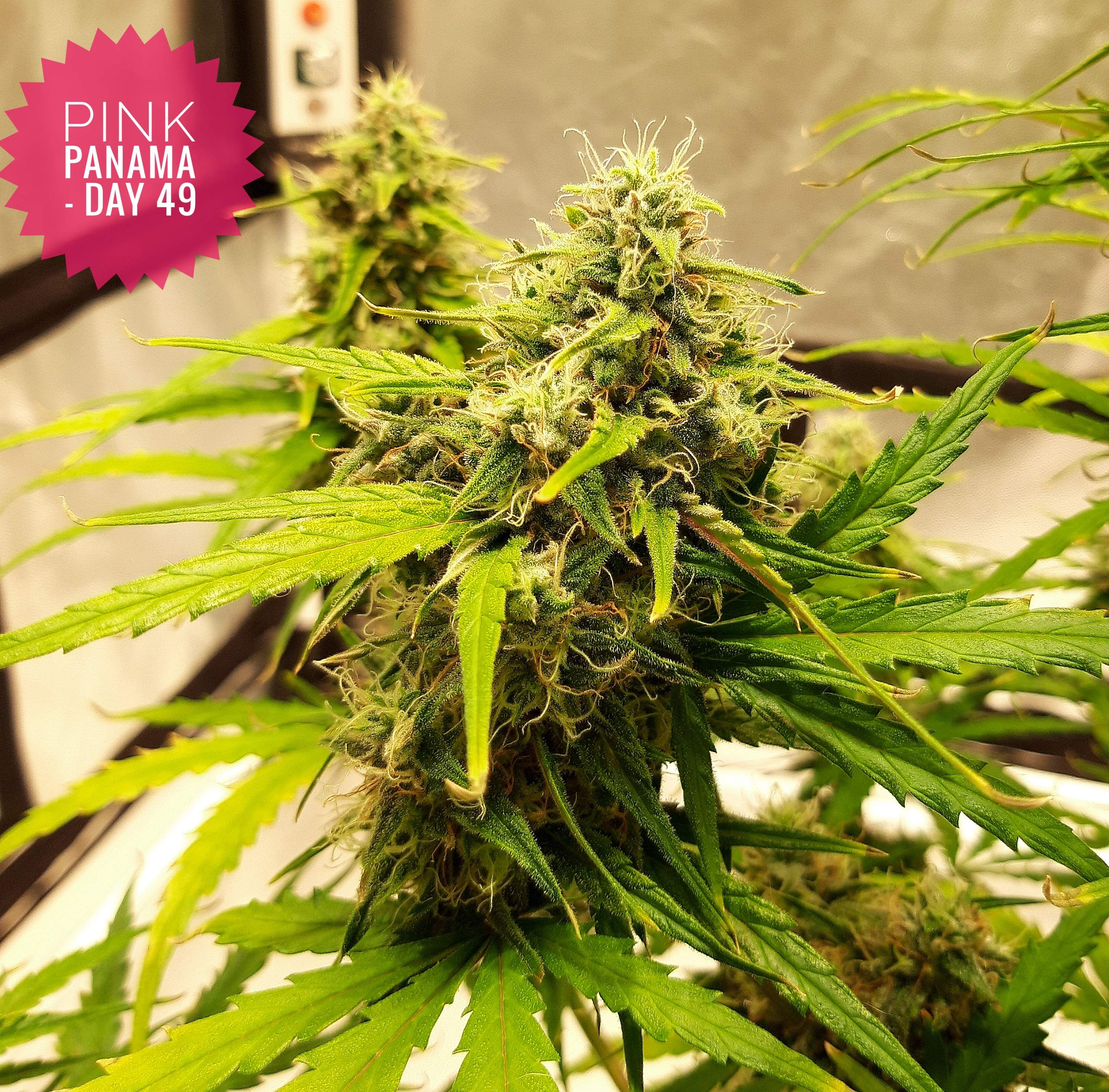 Mephisto Genetics Pink Panama grow journal week7 by GardenOfHerbs ...