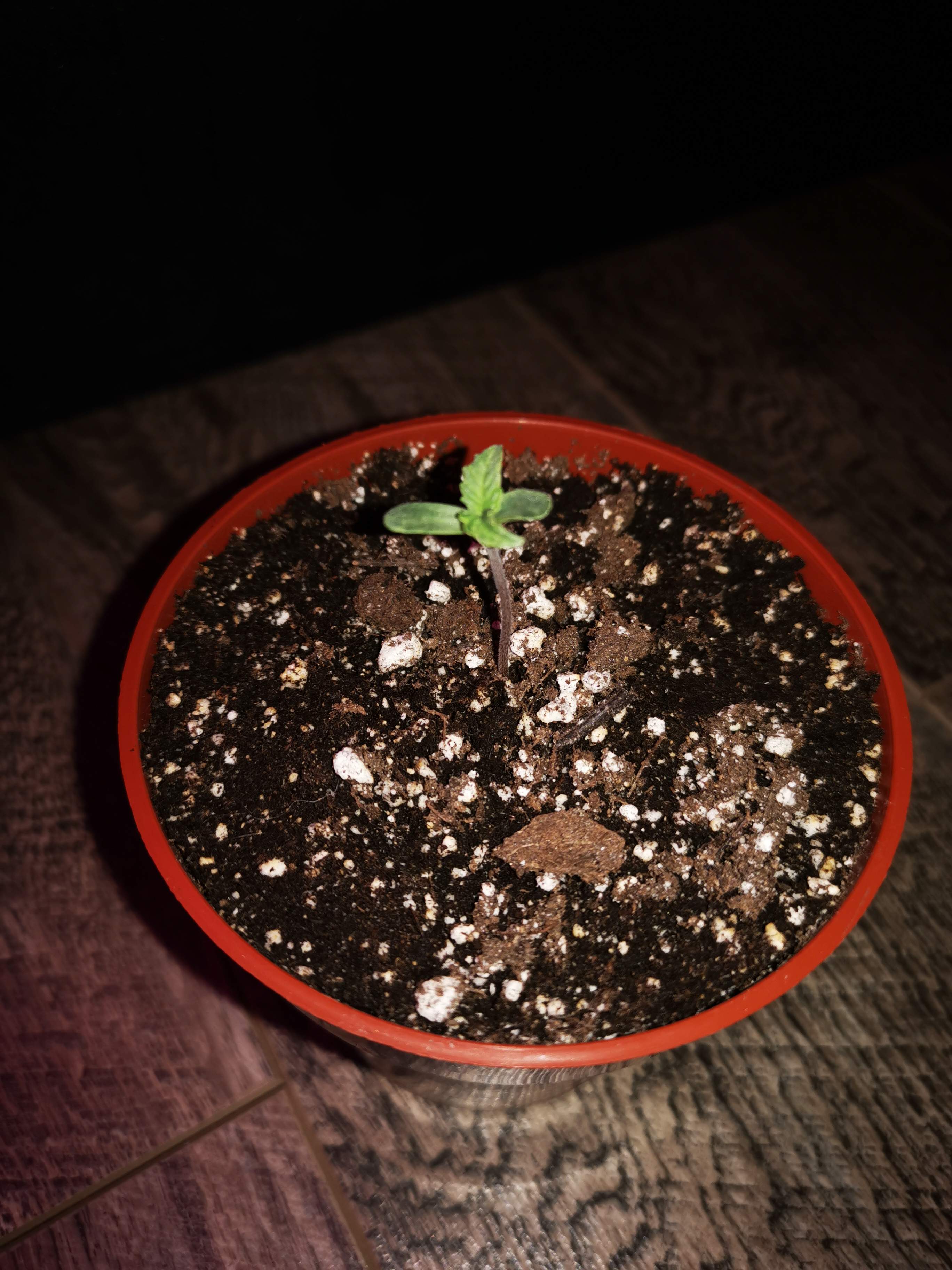 Dinafem Blue Amnesia XXL Auto 2 grow diary (journal) 3 week1 by ...